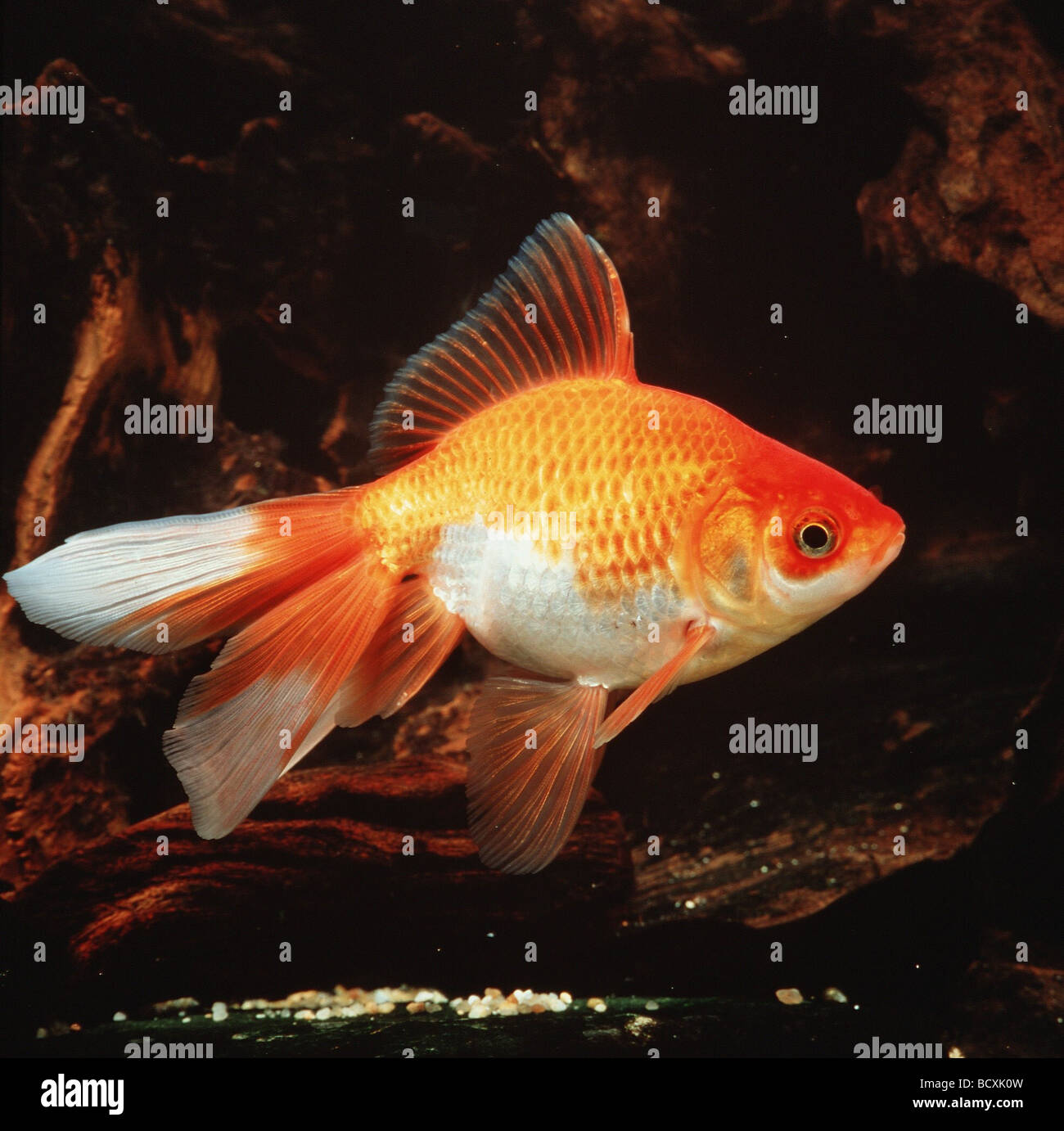 Pet ornamental goldfish carassius auratus hi-res stock photography and images - Alamy