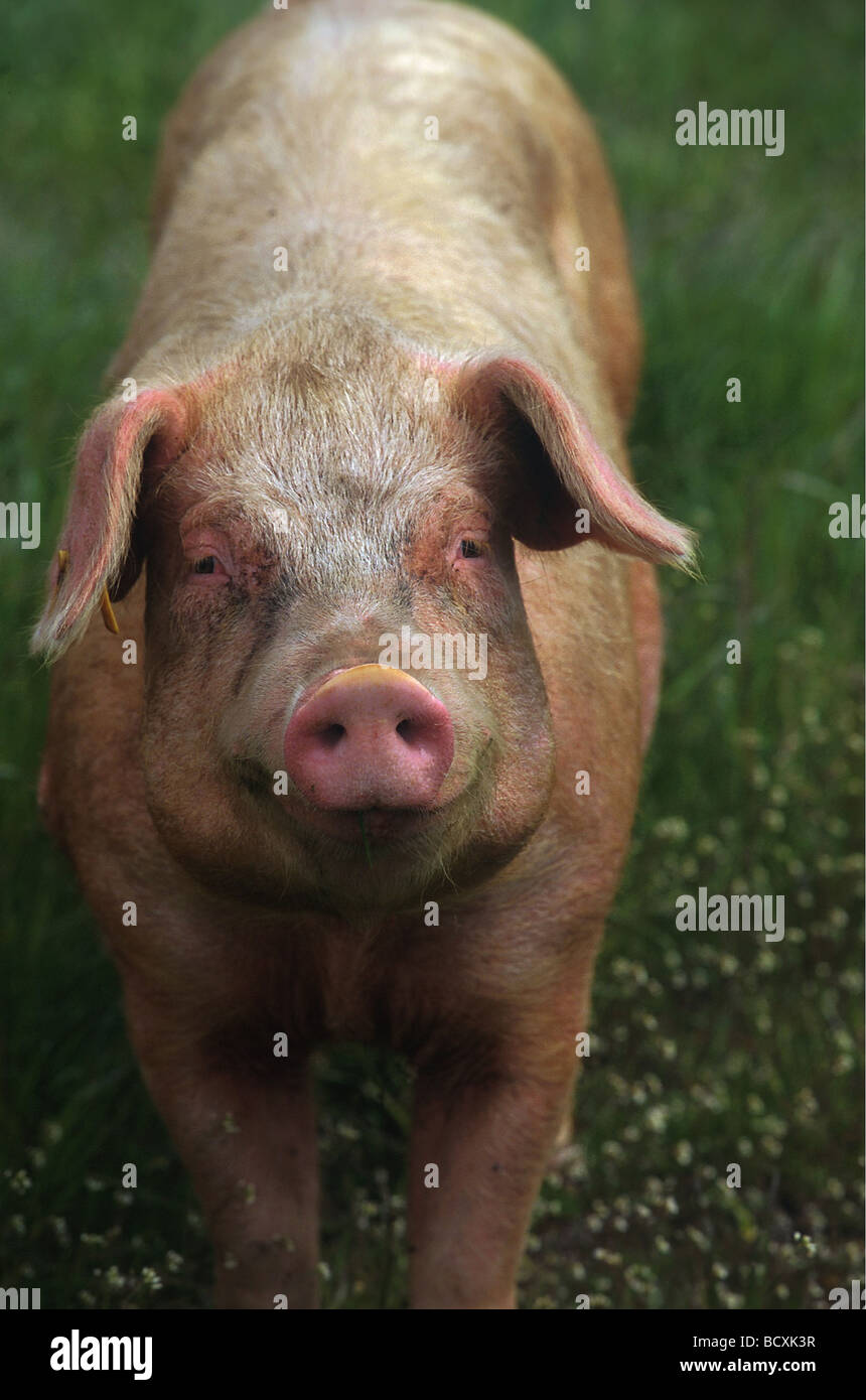 Razorback pigs hi-res stock photography and images - Alamy