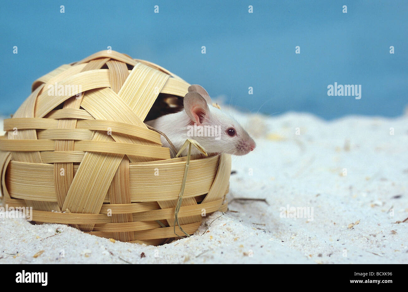 Northern Pygmy Gerbil High Resolution Stock Photography and Images - Alamy