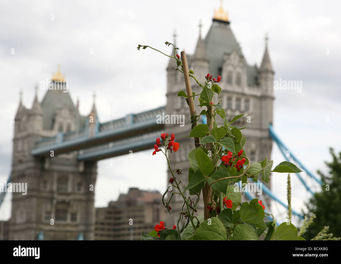 Vegetables grow in allotment near Tower Bridge, London Stock Photo - Alamy