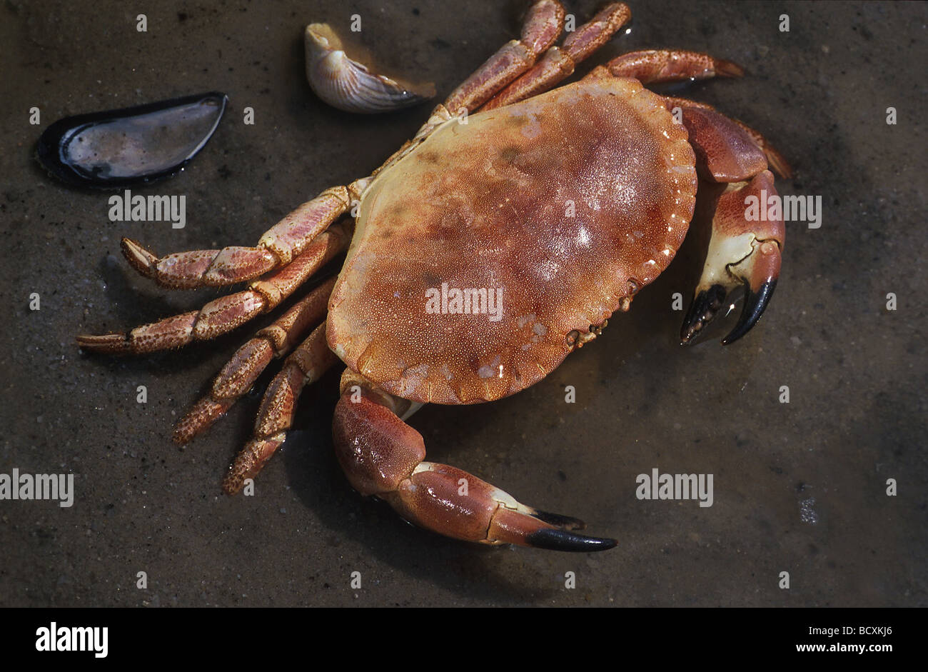 Cancer pagurus / European edible crab Stock Photo - Alamy