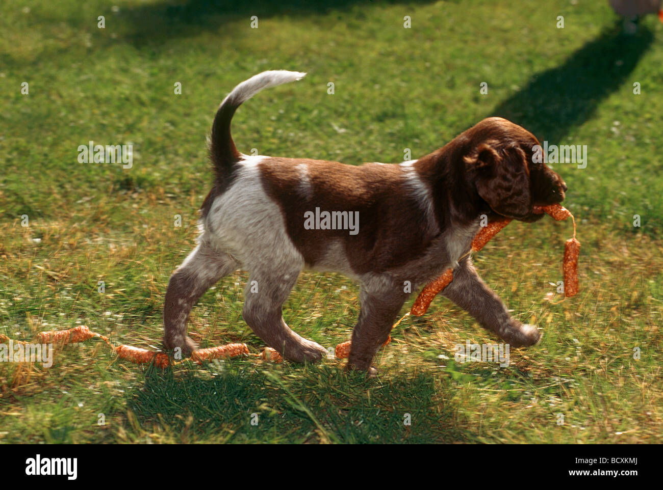 Im maul hi-res stock photography and images - Alamy