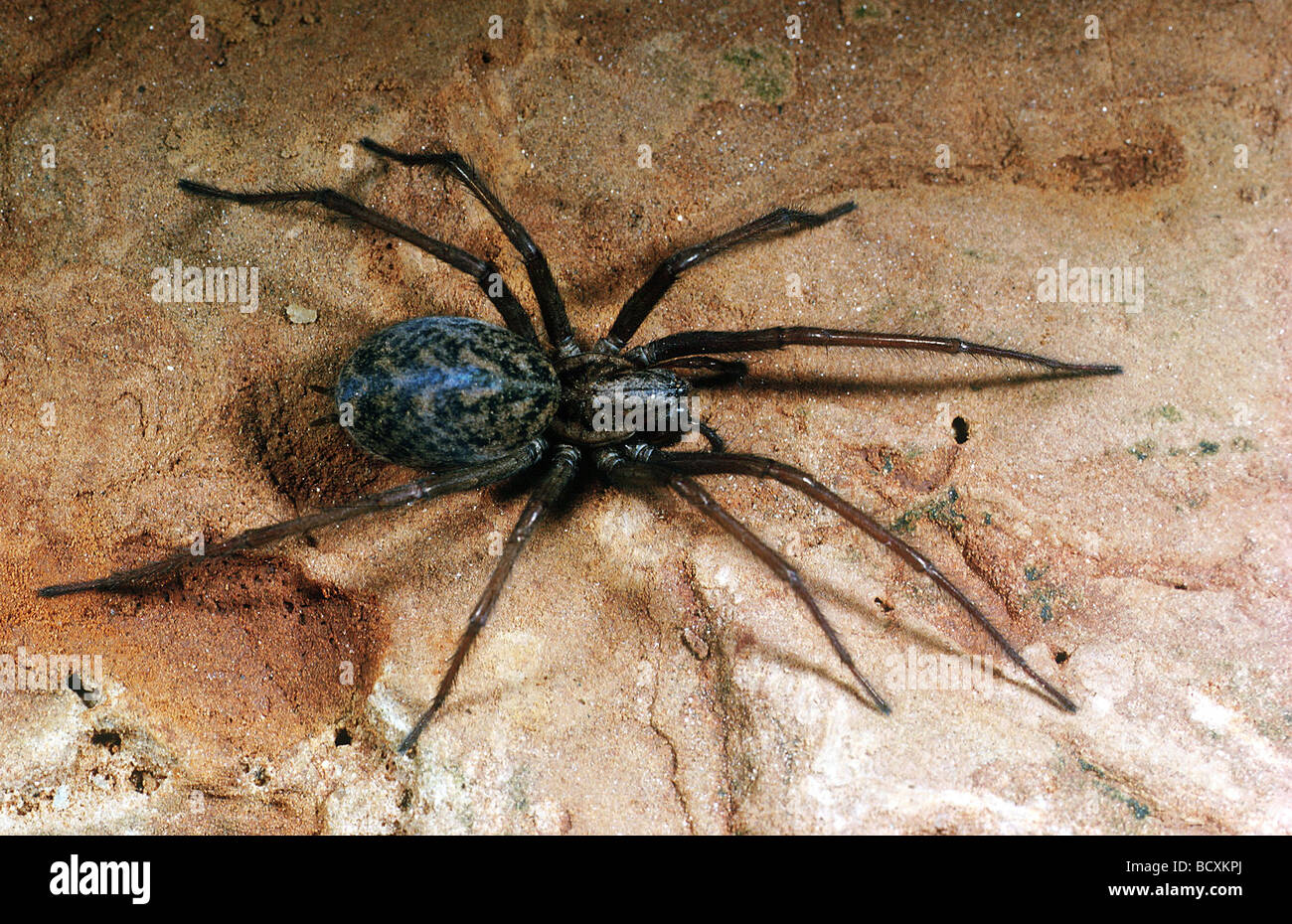 Funnel weaver spiders hi-res stock photography and images - Alamy