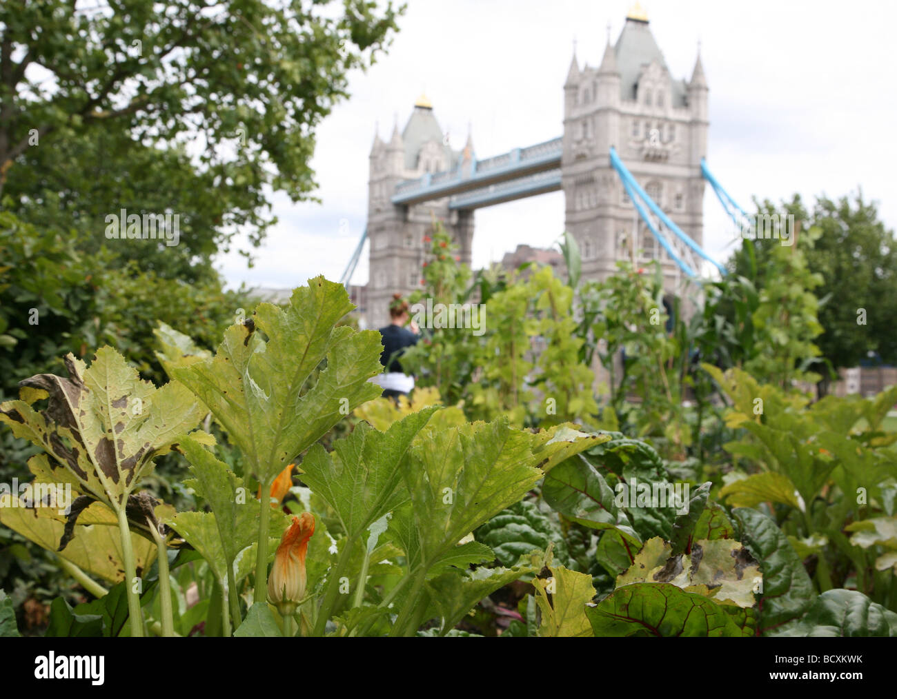 Allotment london tower bridge hi-res stock photography and images - Alamy