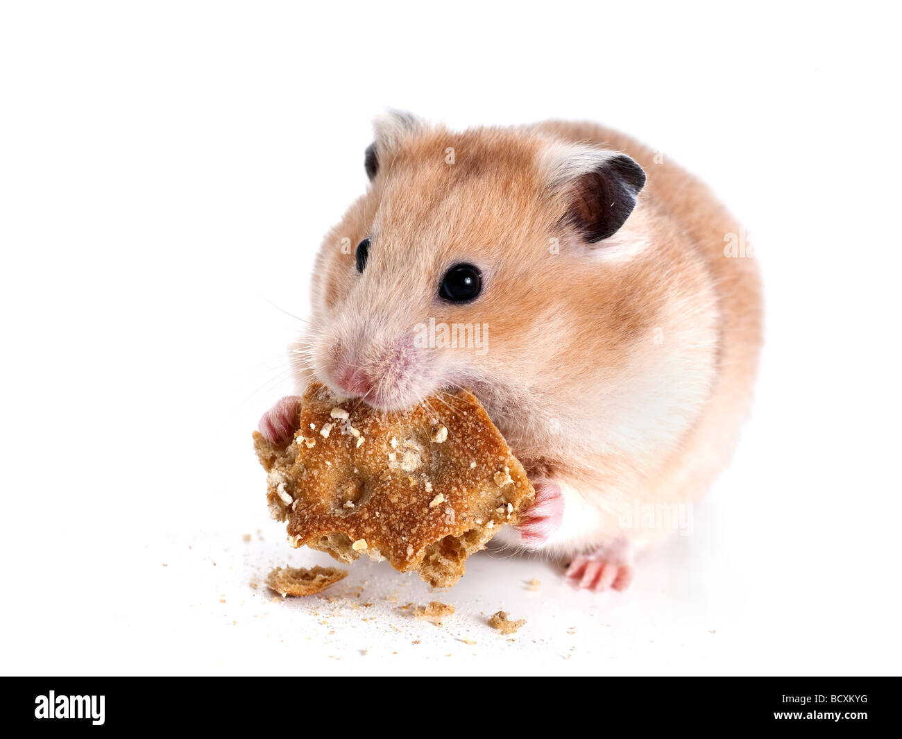 Hamster eating on a cracker White background and shallow d o f Stock ...
