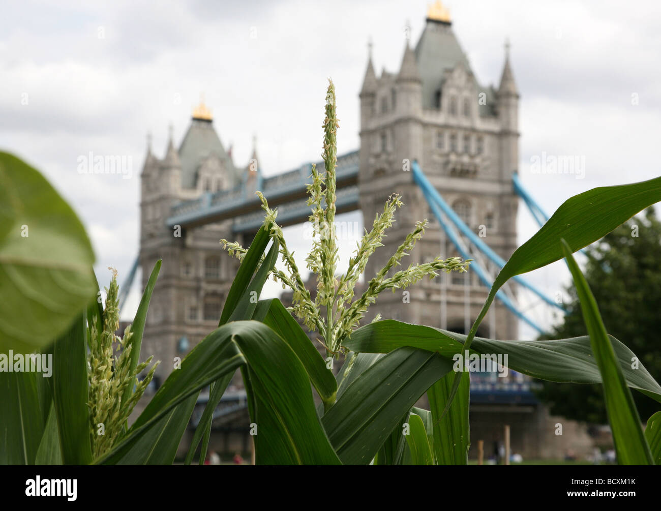 Vegetables grow in allotment near Tower Bridge, London Stock Photo - Alamy