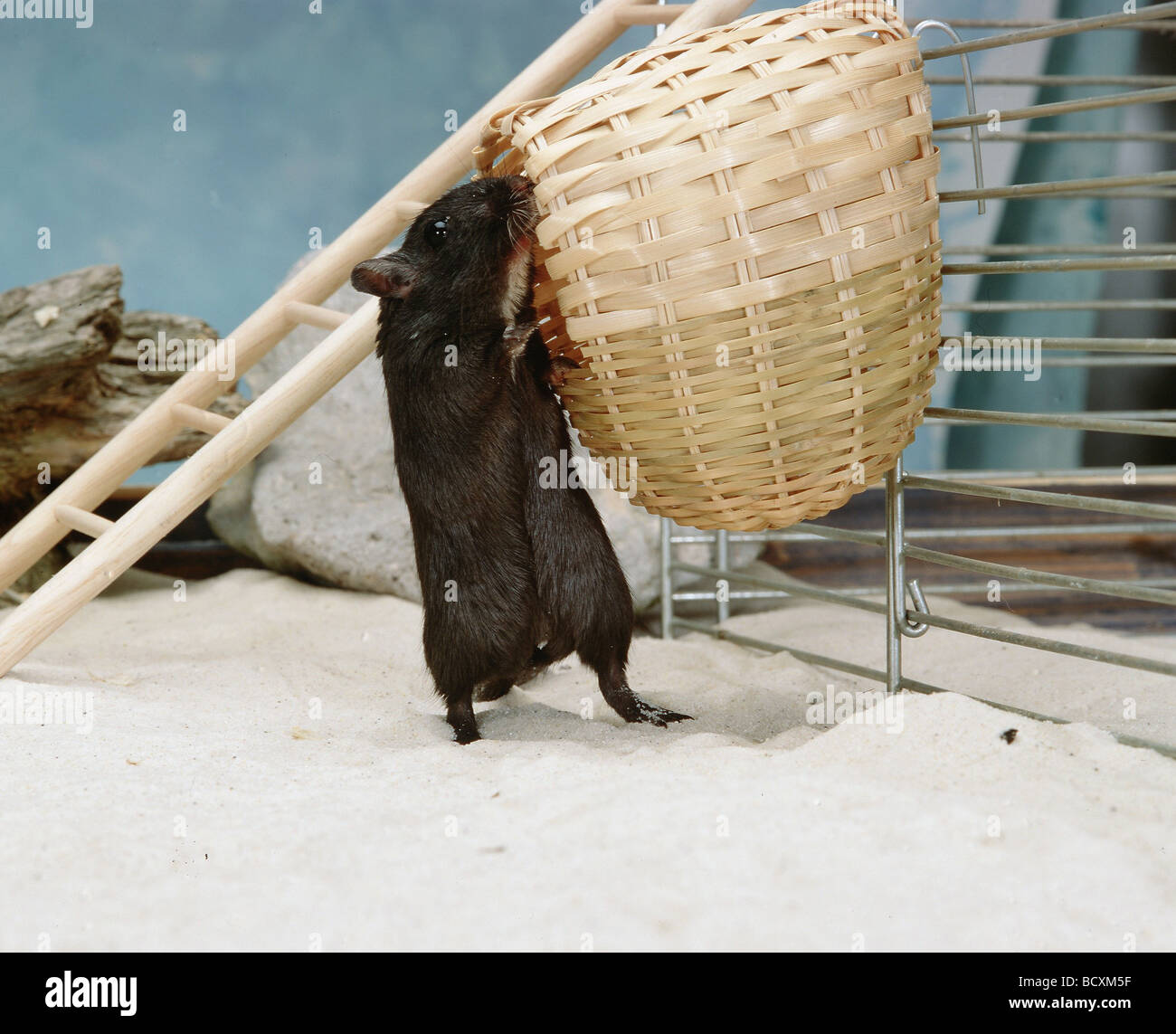 northern pygmy gerbil Stock Photo - Alamy