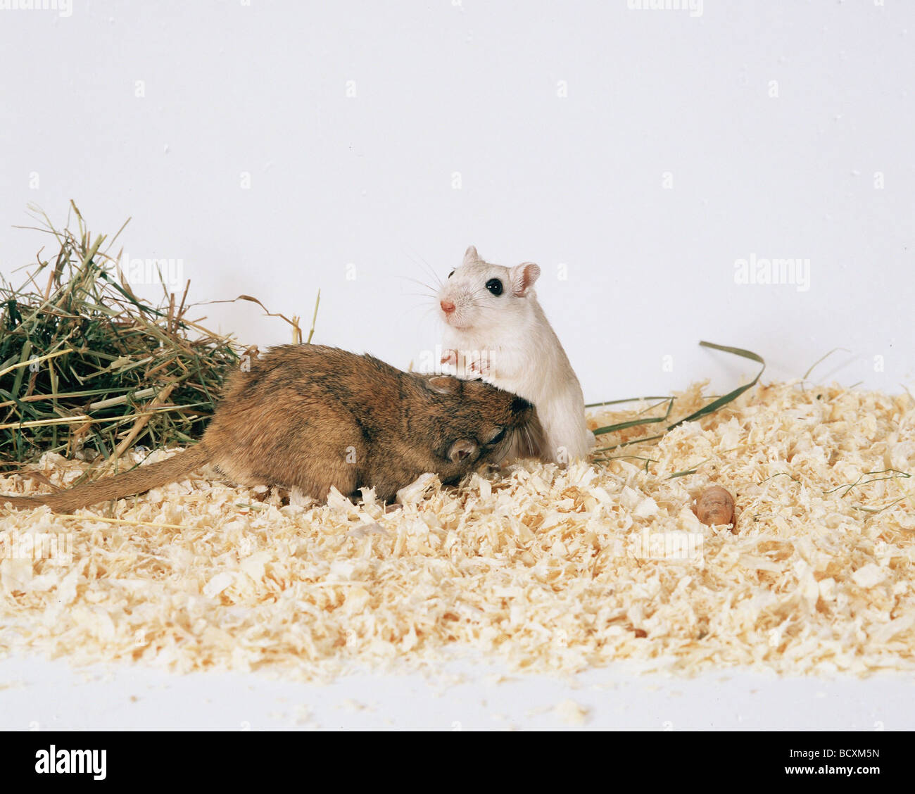 Northern pygmy gerbil hi-res stock photography and images - Alamy