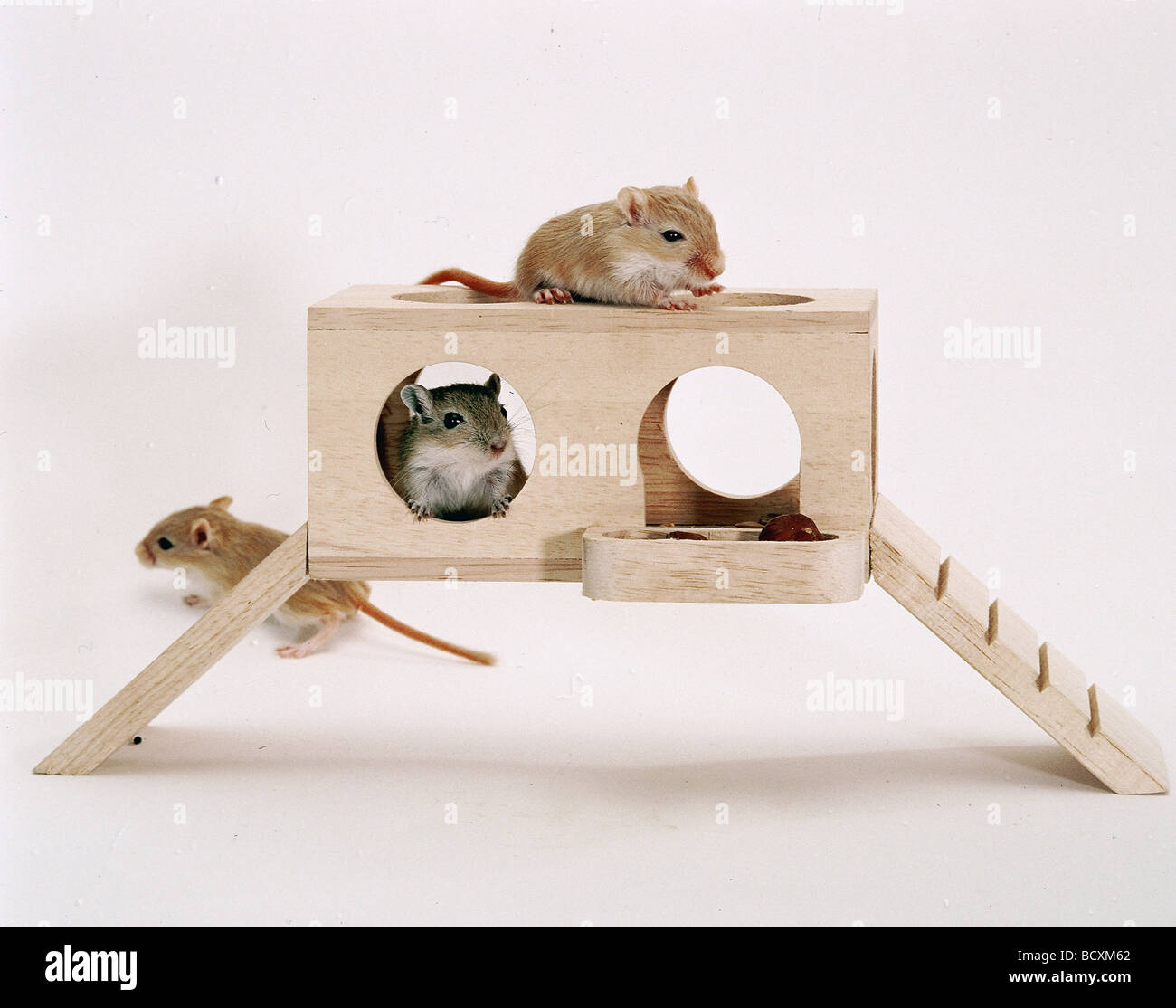 northern pygmy gerbil / Gerbillus spp Stock Photo - Alamy