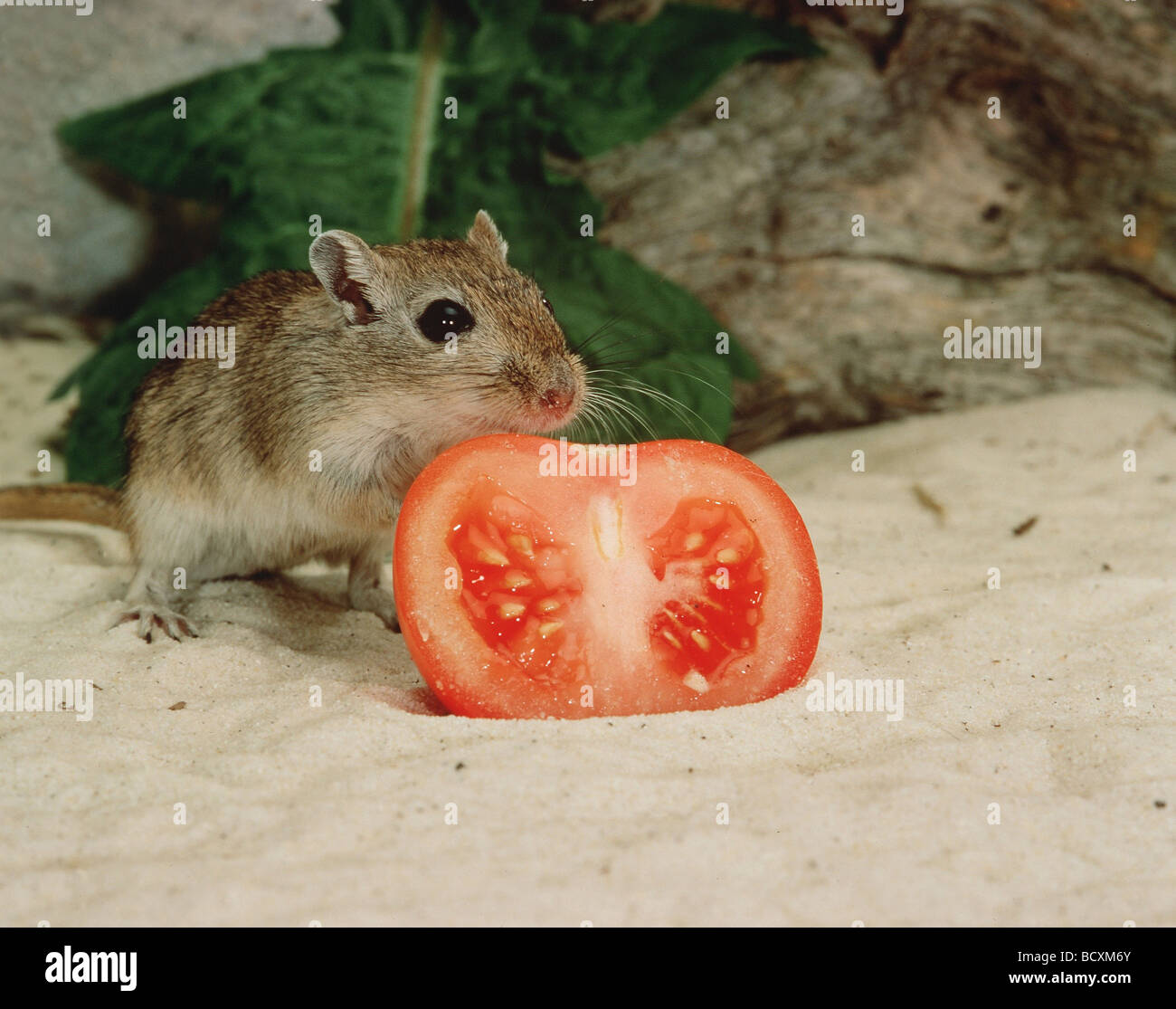 northern pygmy gerbil / Gerbillus spp Stock Photo - Alamy