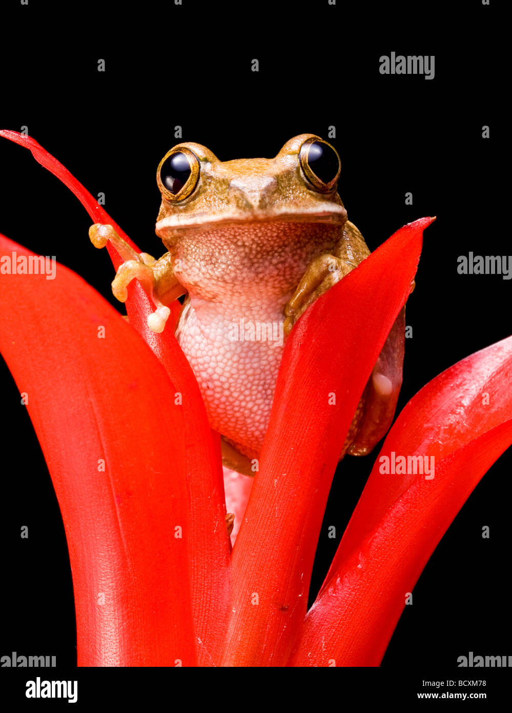 Red frog hi-res stock photography and images - Alamy