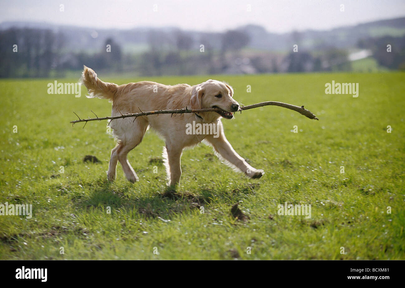 Golden retriever dog carrying stick hi-res stock photography and images ...