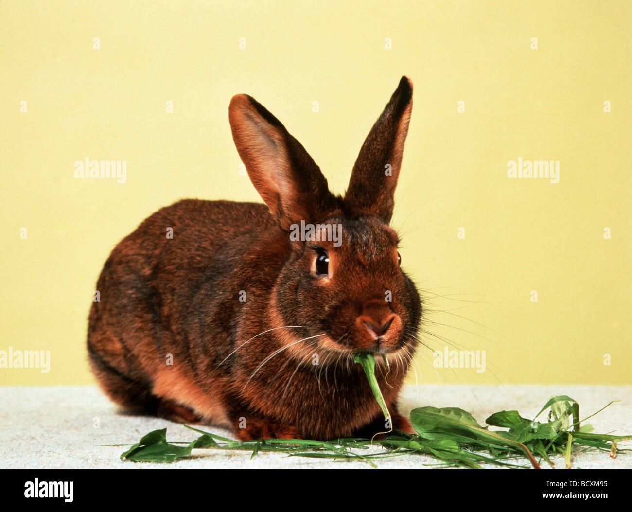 Rabbits eating vegetable hi-res stock photography and images - Alamy
