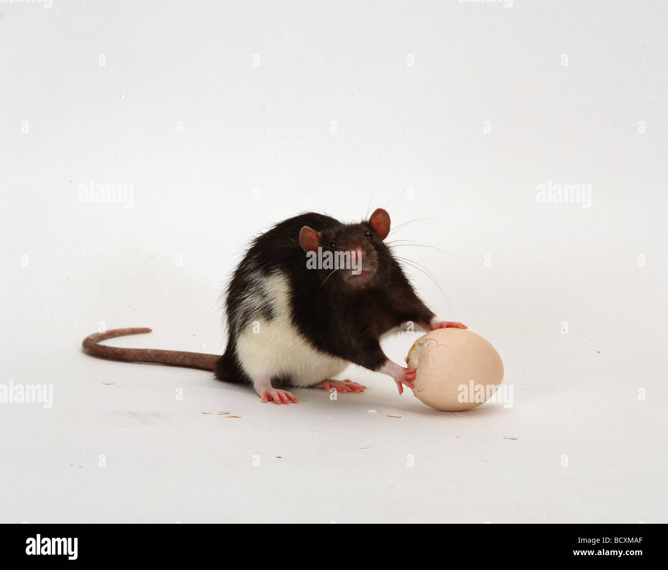 Rattus rattus / house rat Stock Photo - Alamy