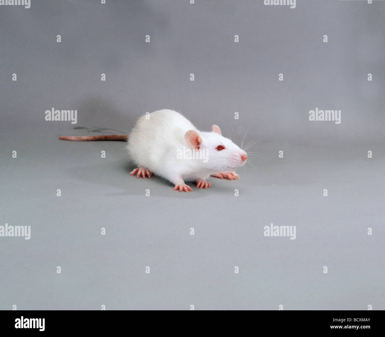 Rat albinos hi-res stock photography and images - Alamy