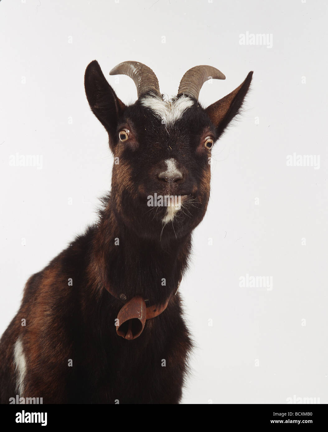 capra hircus / domestic goat Stock Photo - Alamy