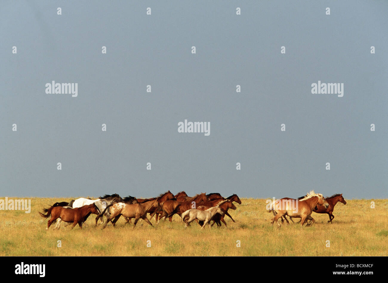 Horde of horses hi-res stock photography and images - Alamy