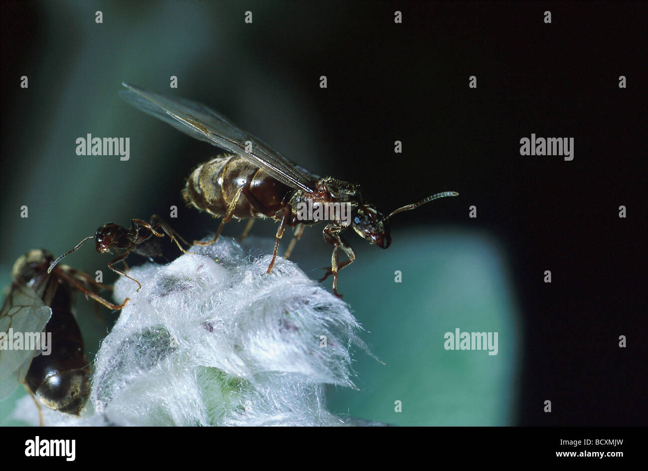 Queens ant hi-res stock photography and images - Alamy