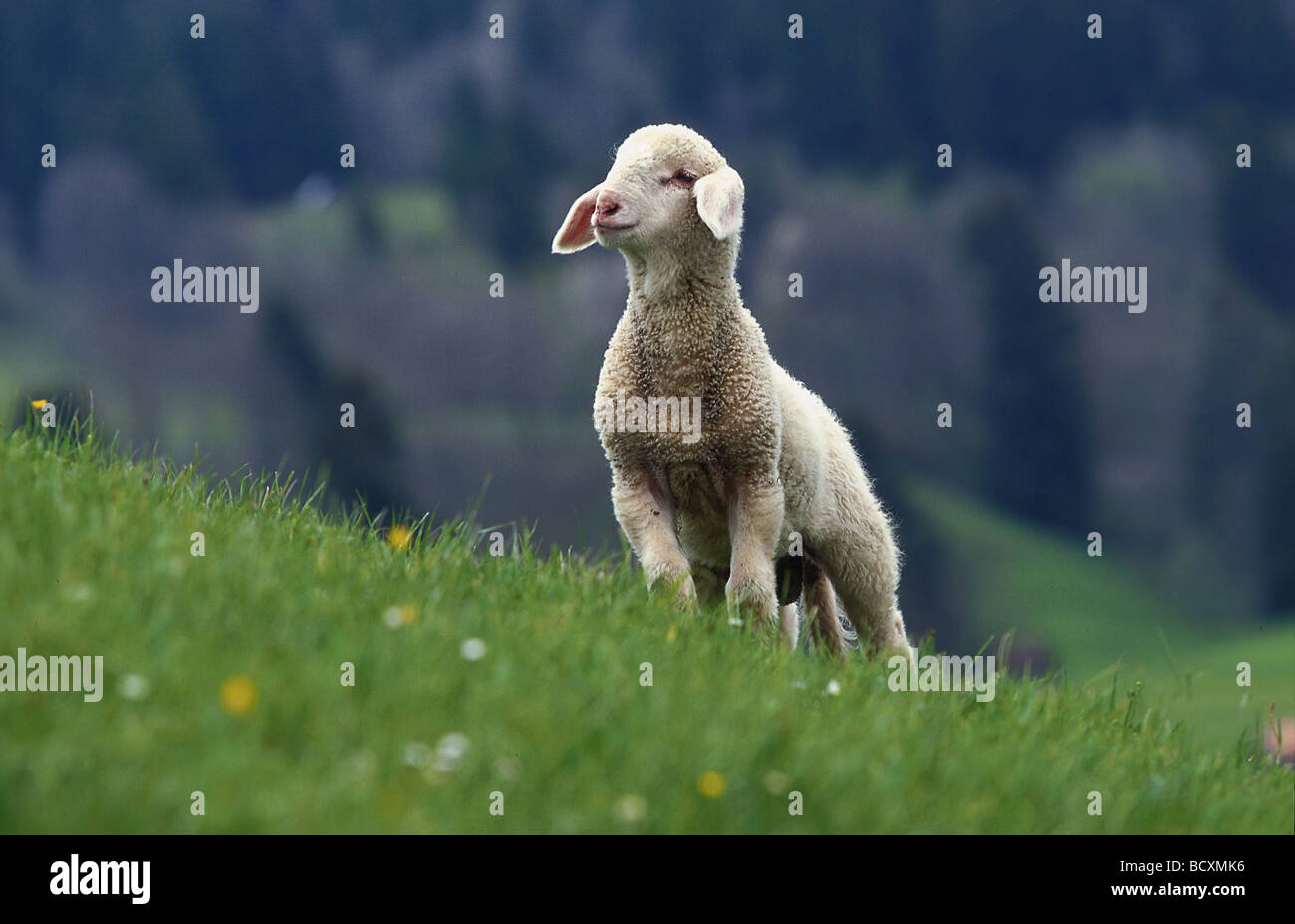 Mount lamb hi-res stock photography and images - Alamy