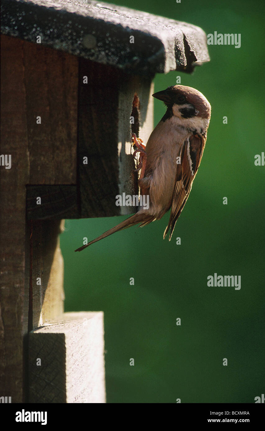 Sparrow nest boxes hi-res stock photography and images - Alamy
