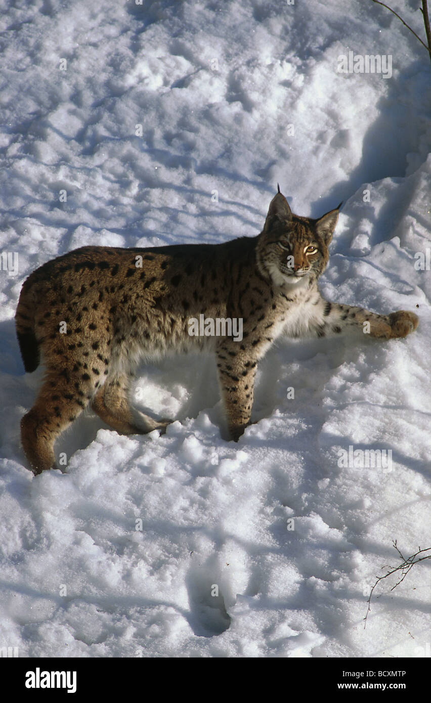 Lynx l hi-res stock photography and images - Alamy
