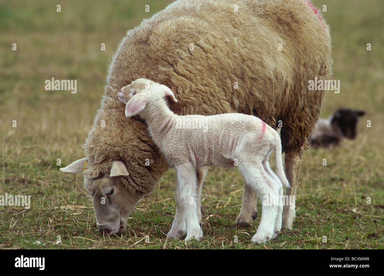 Cuddling lambs hi-res stock photography and images - Alamy