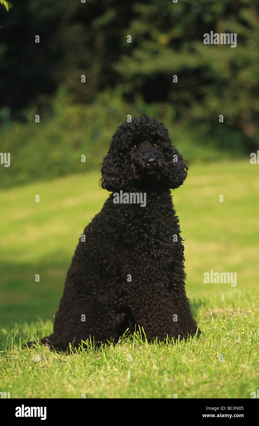 Poodle. Black adult sitting on a lawn Stock Photo - Alamy