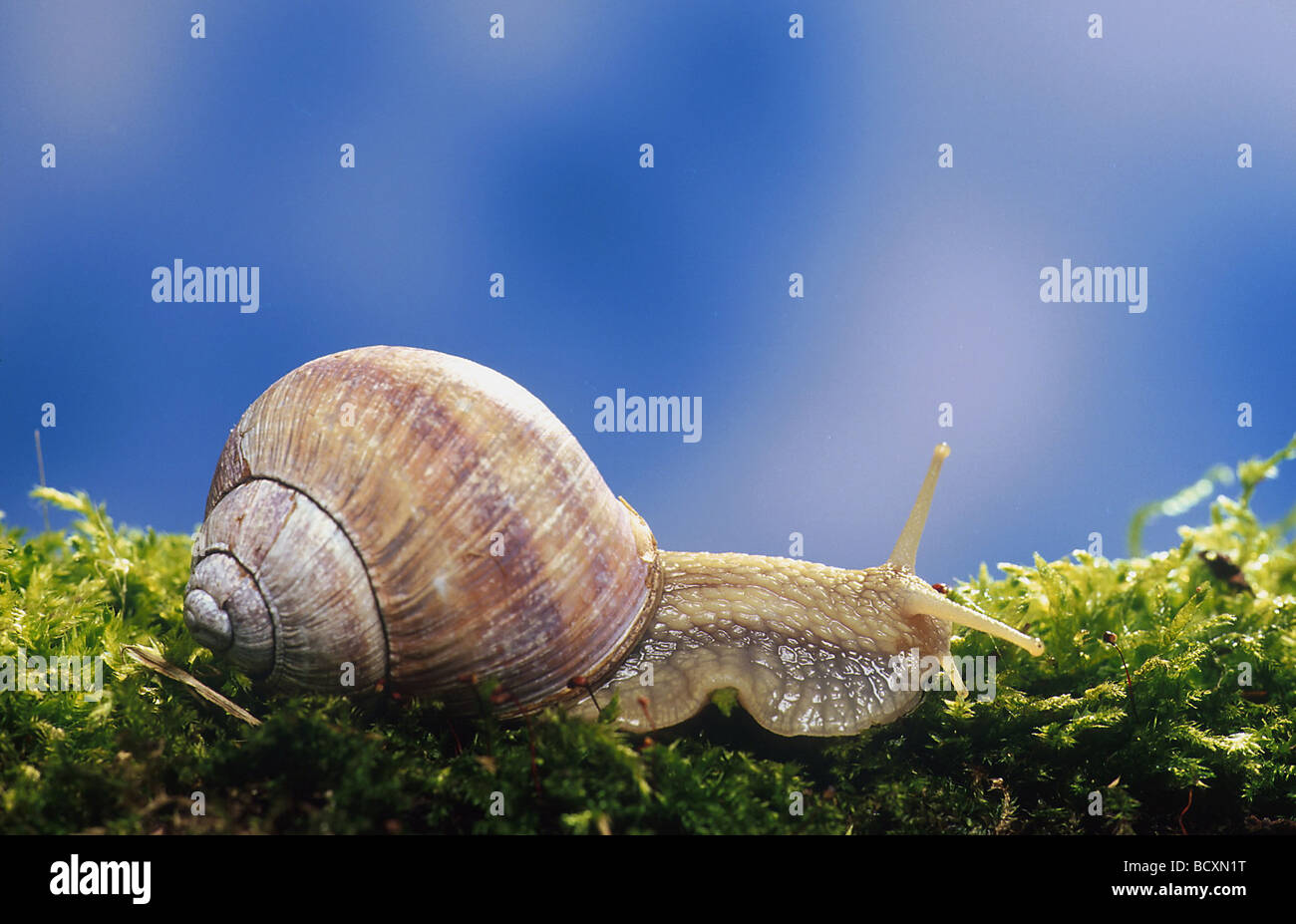 Helix pomatia / Roman snail , escargot , escargot snail , edible snail ...