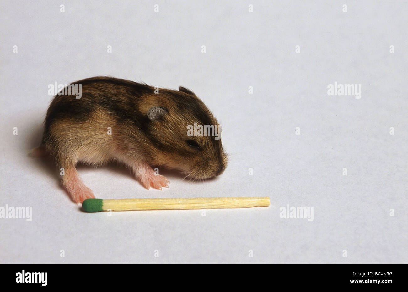 Dzungarian dwarf hamster hi-res stock photography and images - Alamy