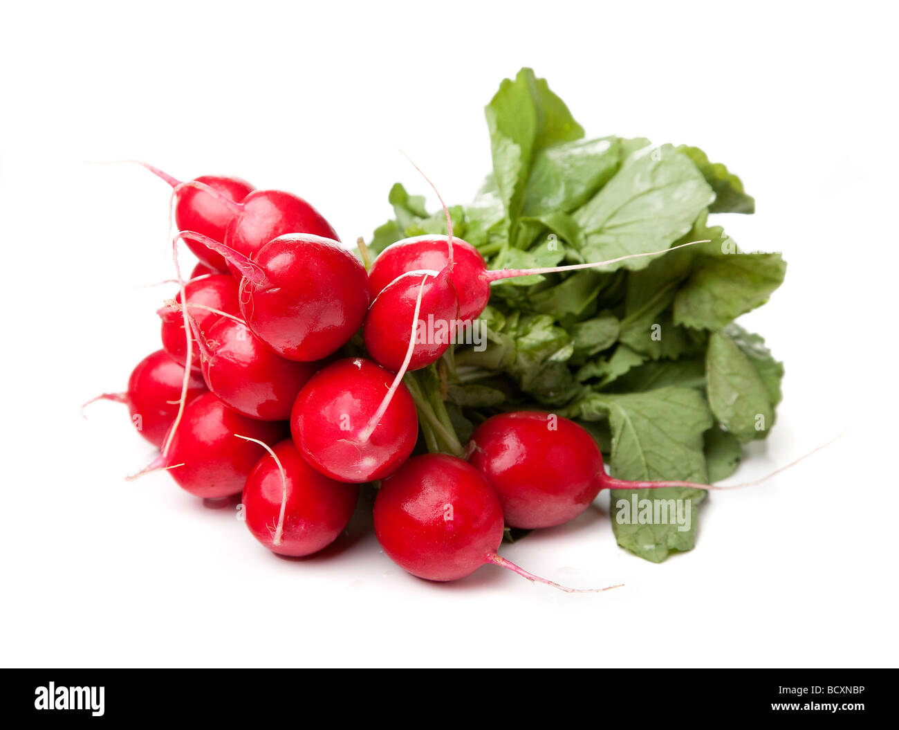 Bunch or radishes isolated in studio on white background Stock Photo ...