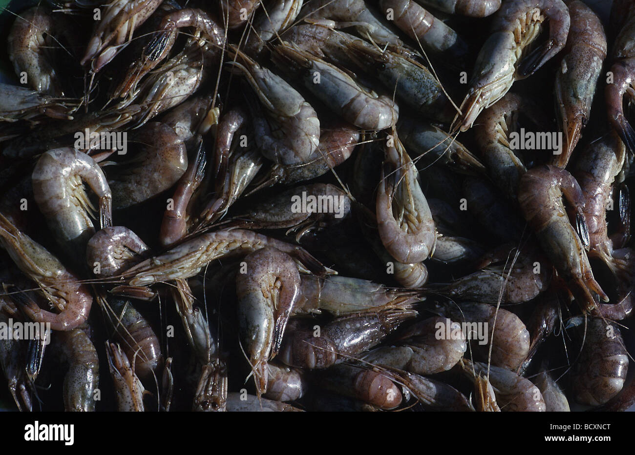 Crangonidae / Crangonid shrimp Stock Photo - Alamy