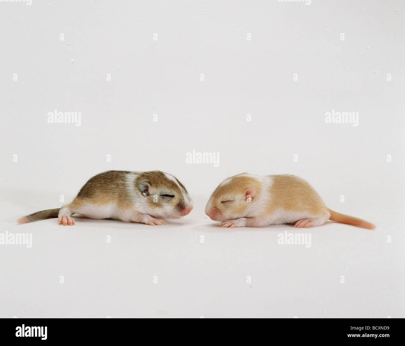 northern pygmy gerbil / Gerbillus spp Stock Photo - Alamy