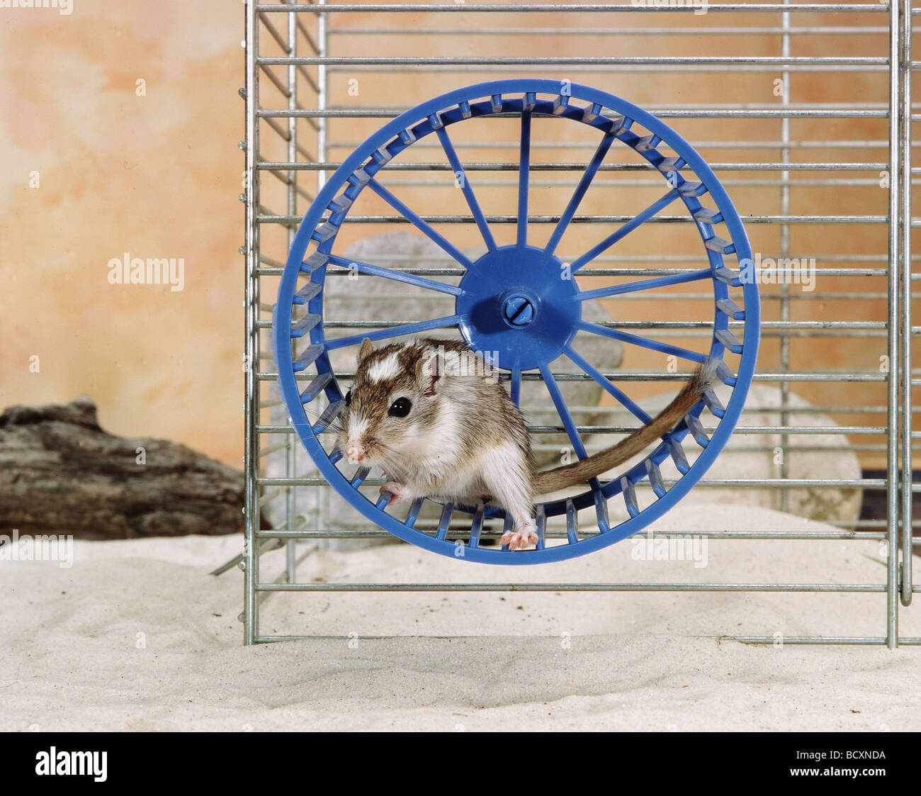 northern pygmy gerbil / Gerbillus spp Stock Photo - Alamy