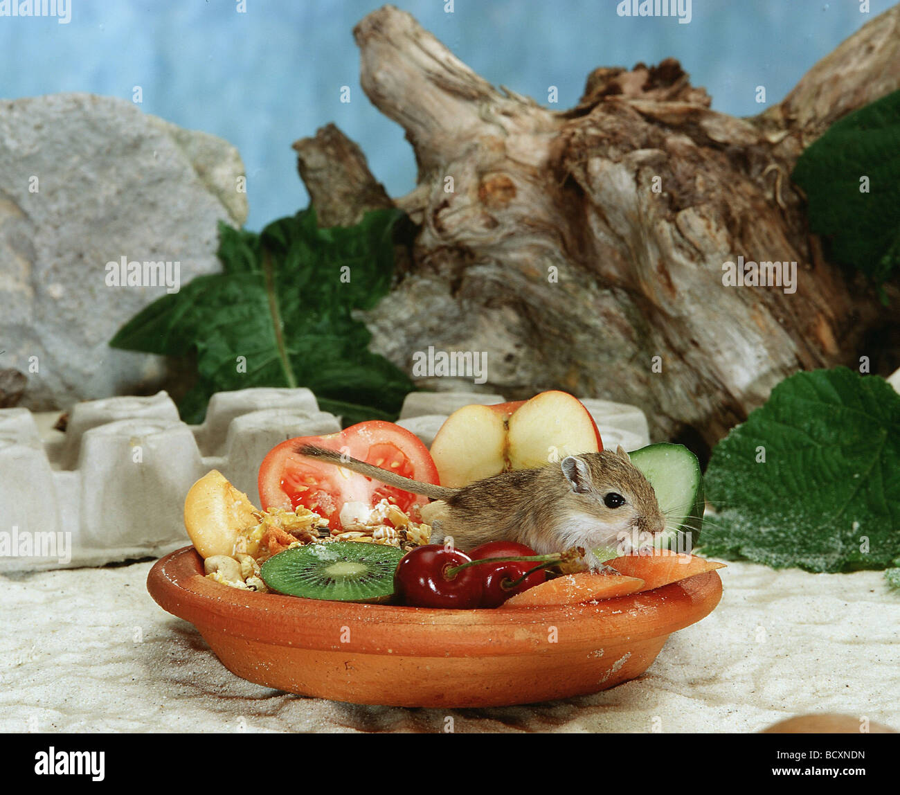 Feeding cubs with mouse hi-res stock photography and images - Alamy