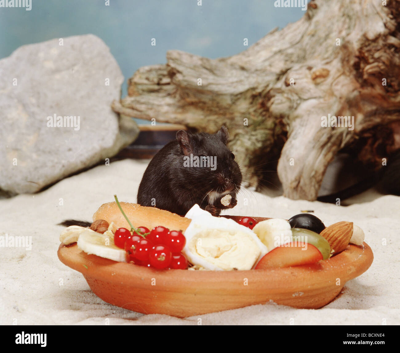 northern pygmy gerbil / Gerbillus spp Stock Photo - Alamy