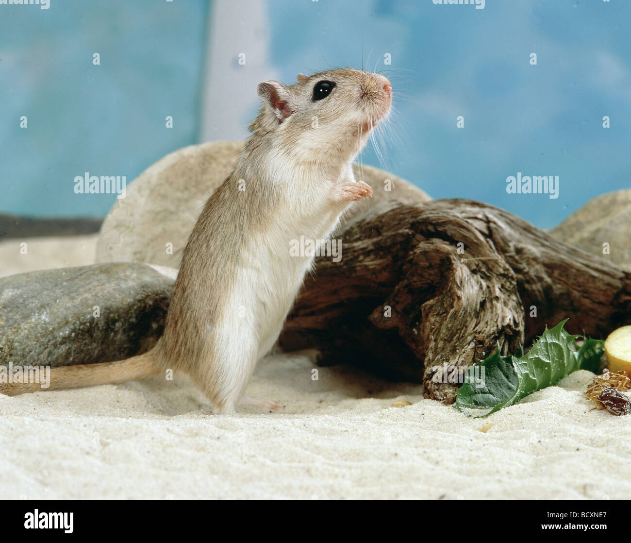 northern pygmy gerbil / Gerbillus spp Stock Photo - Alamy