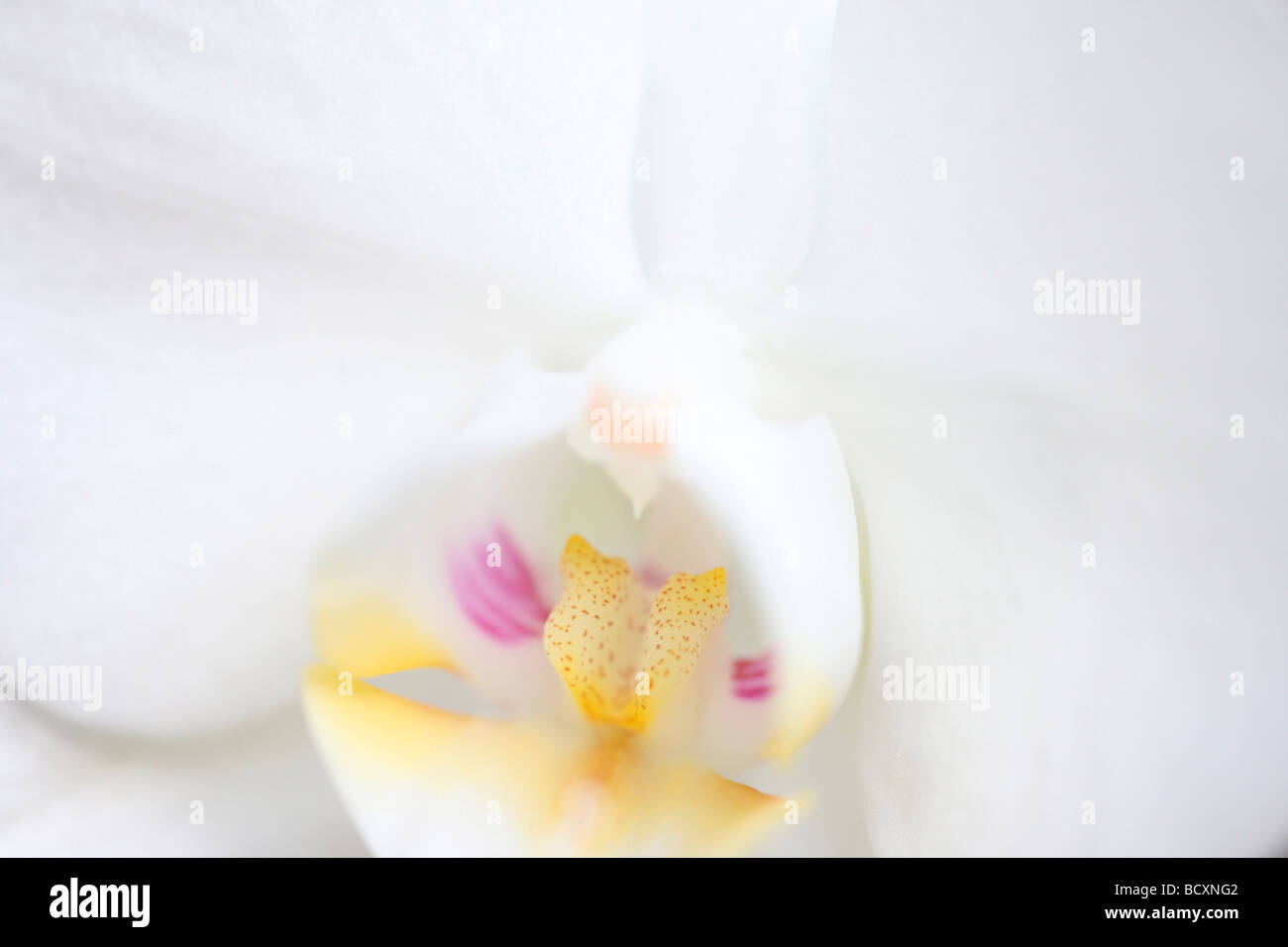 orchid beauty fine art photography Jane Ann Butler Photography JABP327 ...