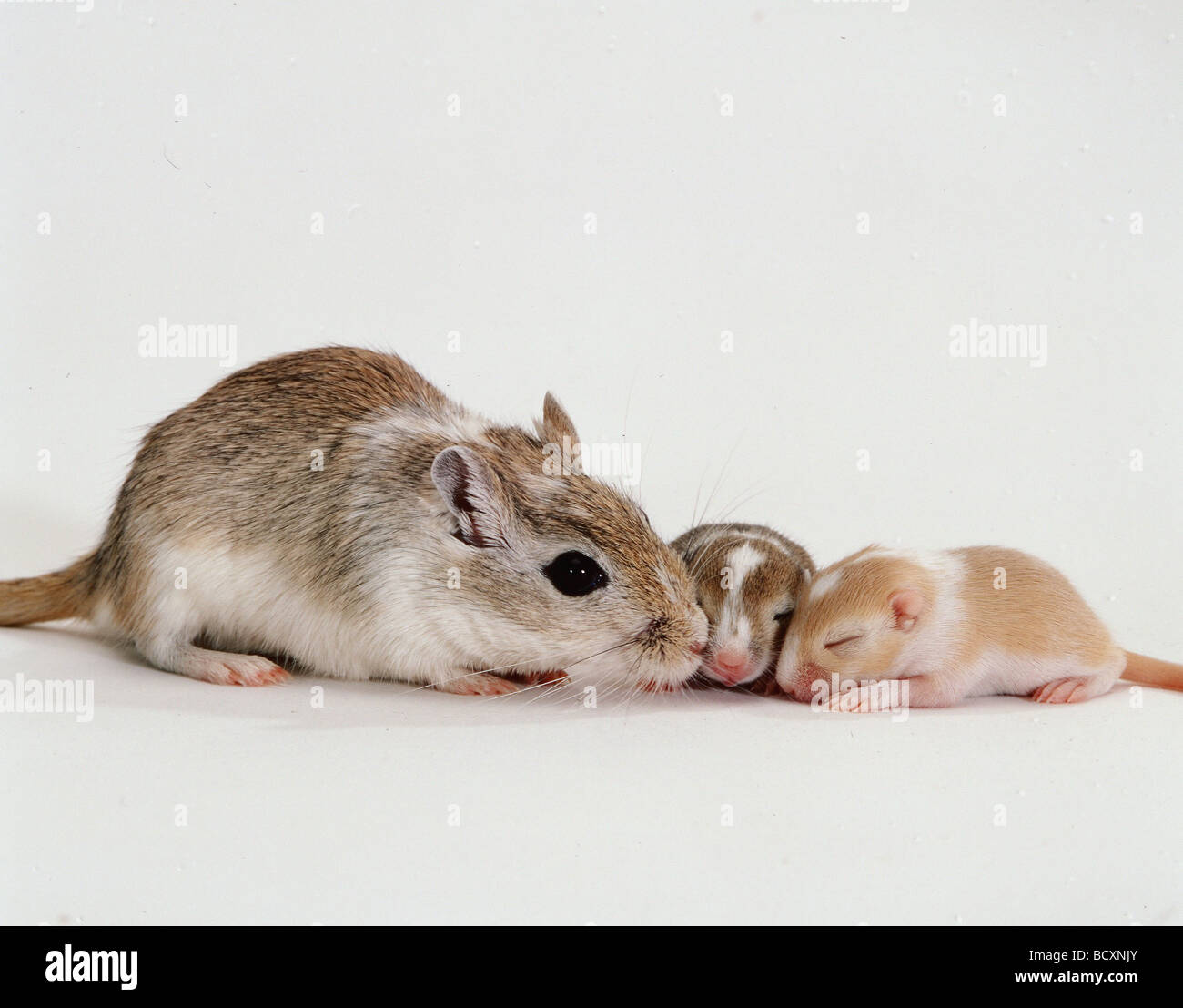 Mouse mother and babies hi-res stock photography and images - Alamy