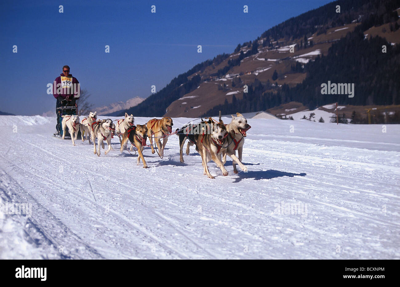 Sport dog sled racing action animals hi-res stock photography and ...