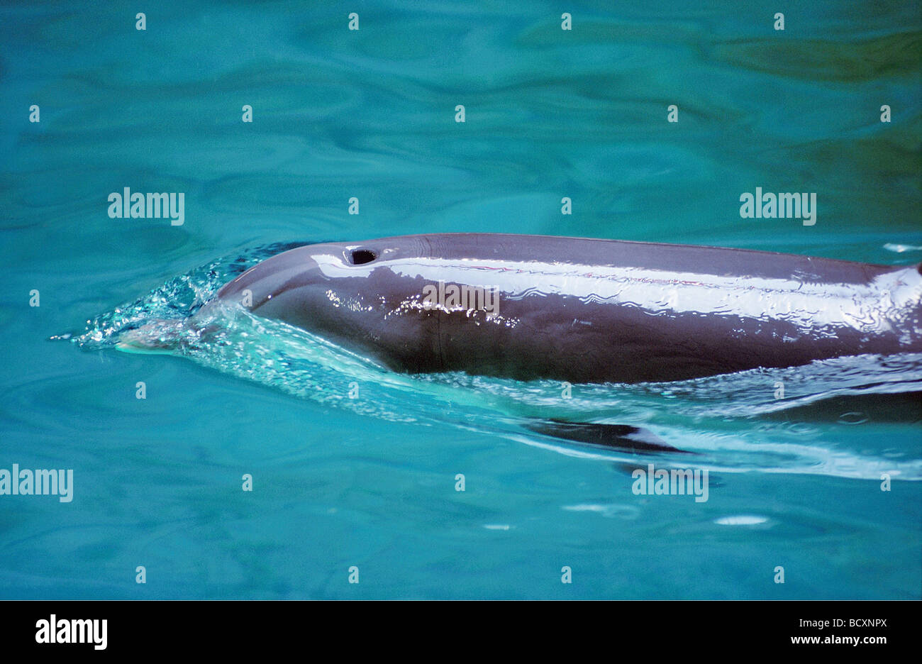 Blowhole of a dolphin Stock Photo - Alamy
