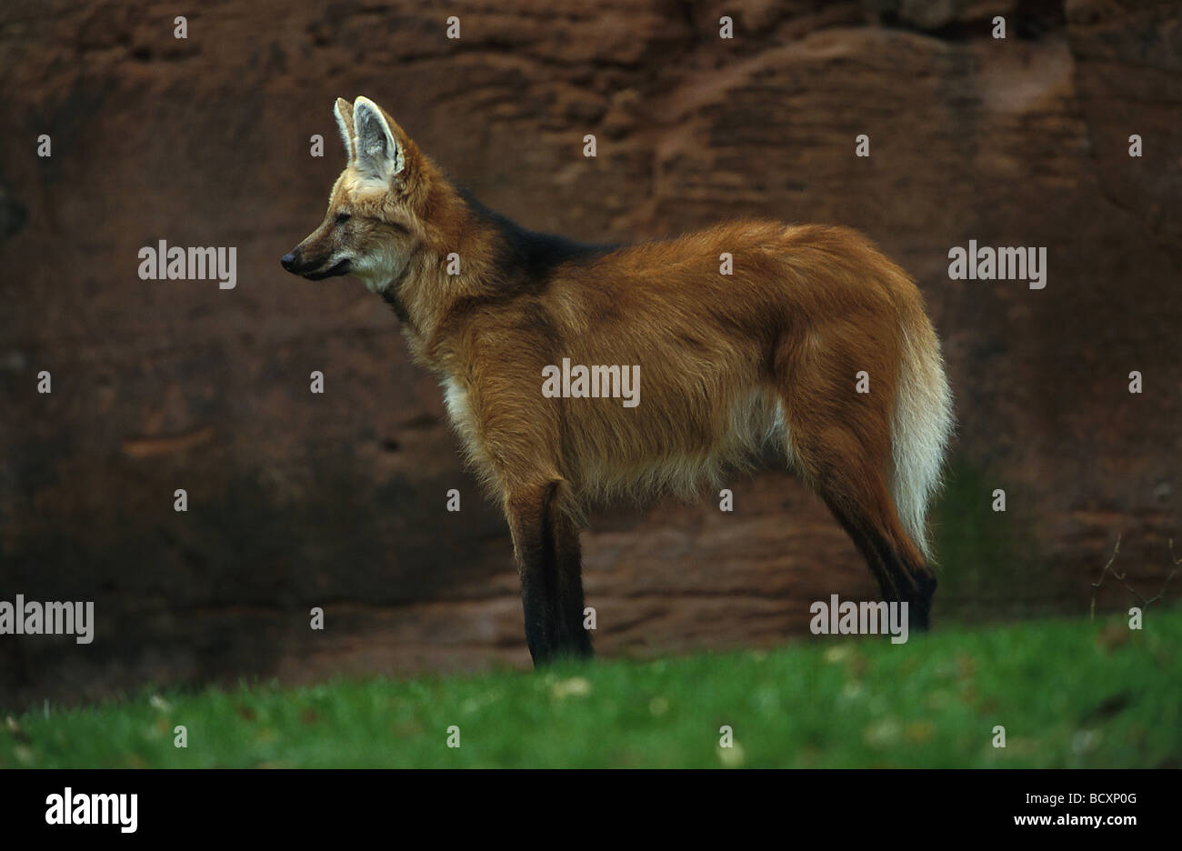chrysocyon brachyurus / maned wolf Stock Photo - Alamy