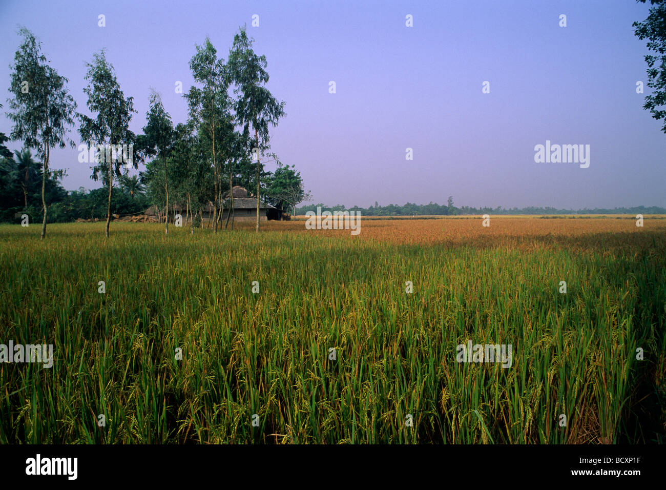 India, West Bengal, Sunderbans, Ganges Delta, rice fields of the ...