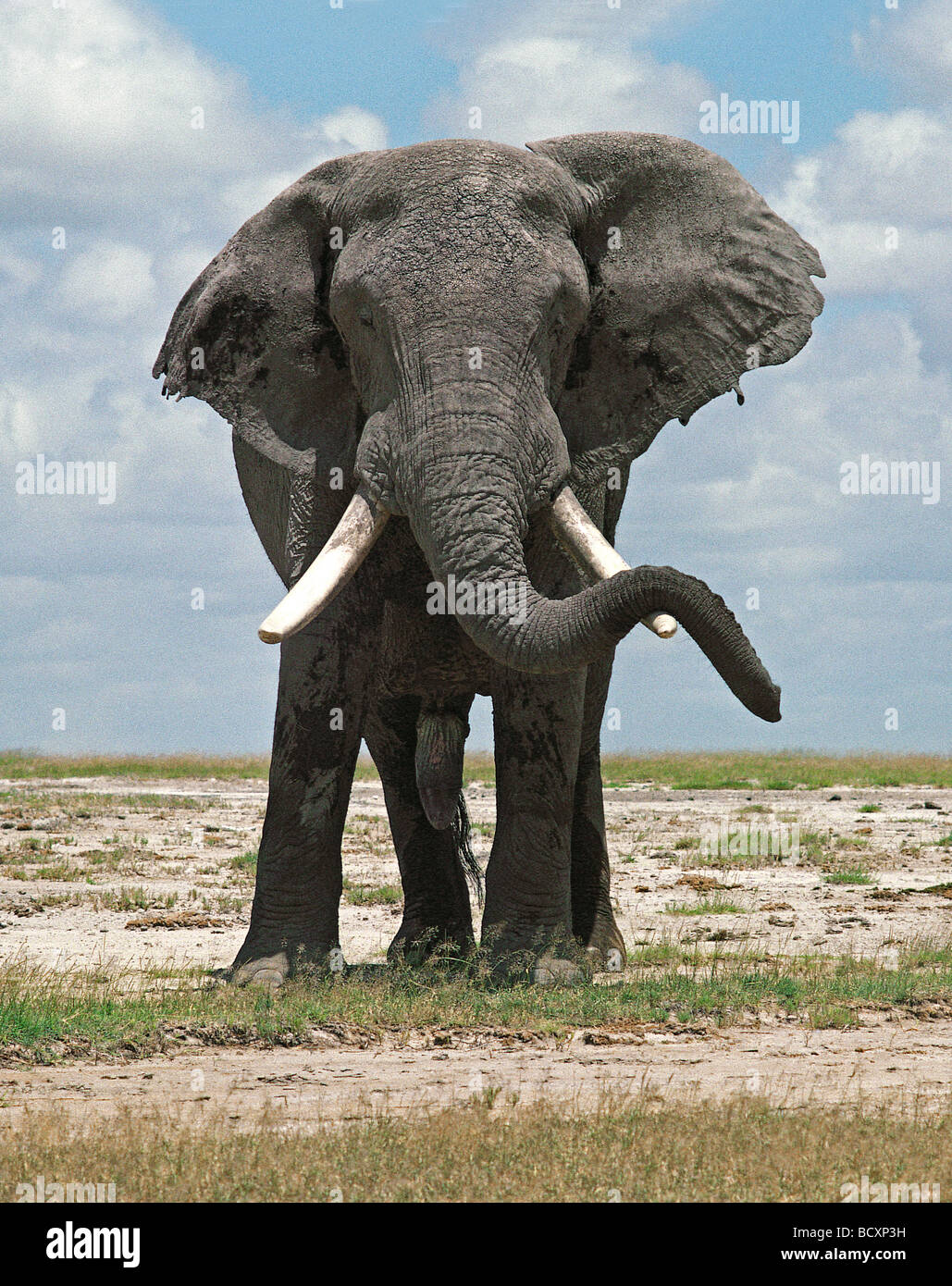 Mature male Elephant bull relaxing resting his trunk on tusk Amboseli ...