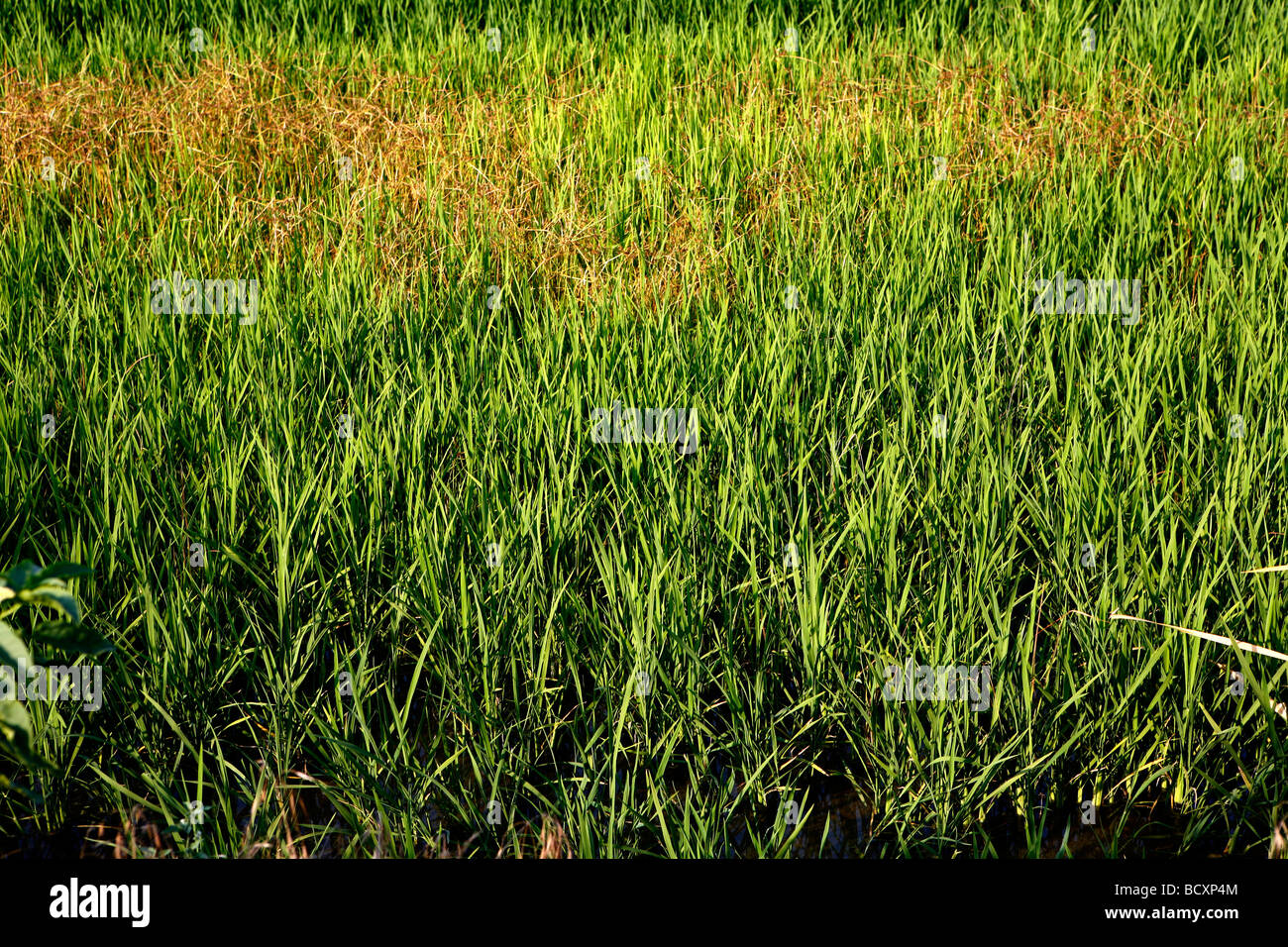 Piedmont vercelli rice fields hi-res stock photography and images - Alamy