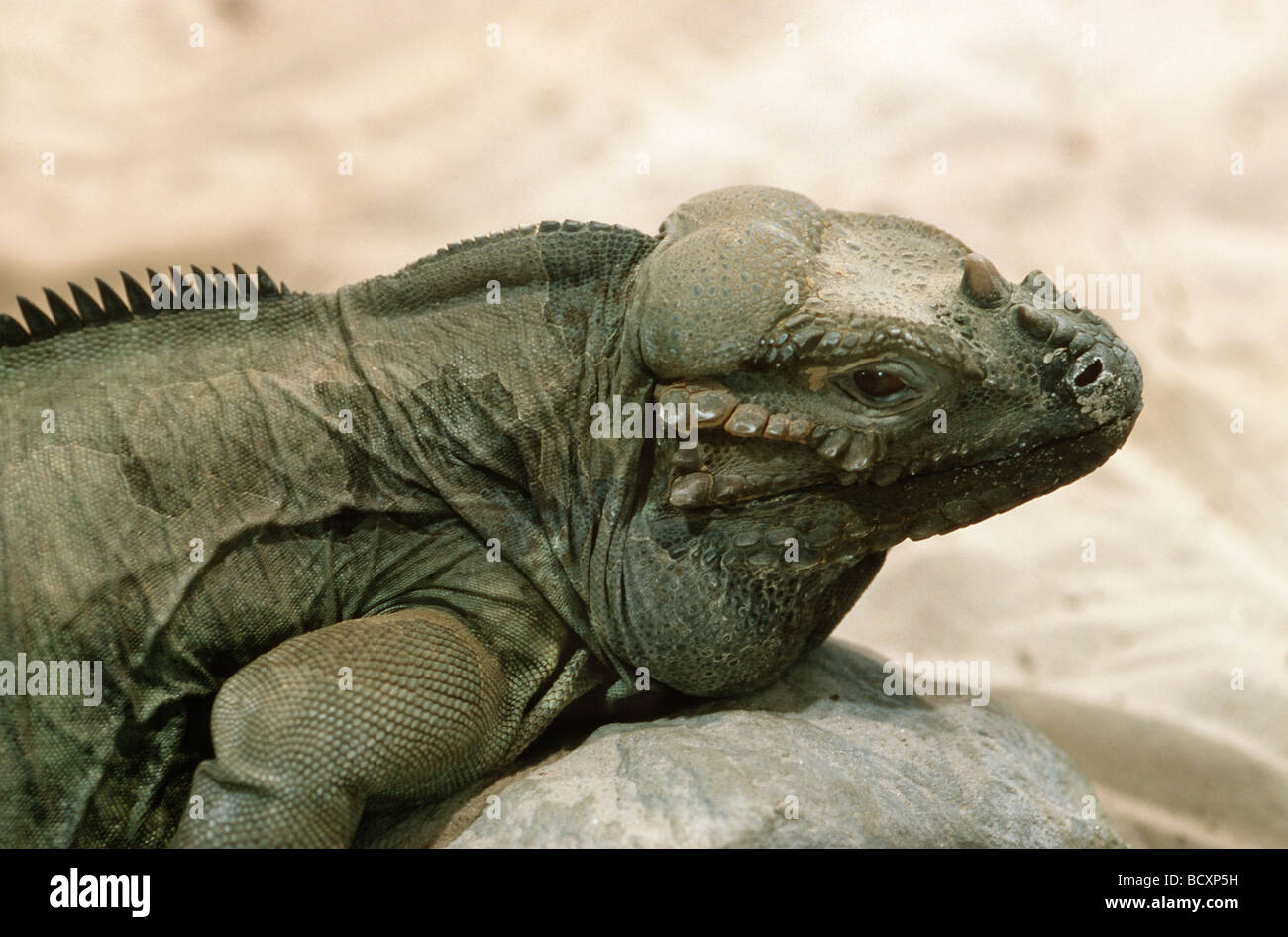 Rhinoceros iguana cyclura cornuta hi-res stock photography and images ...