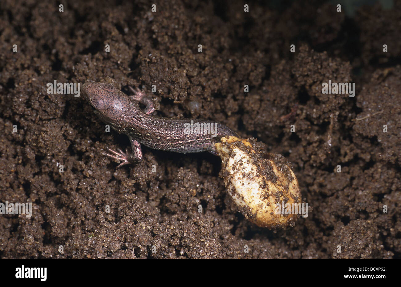Reptile egg hatching hi-res stock photography and images - Alamy