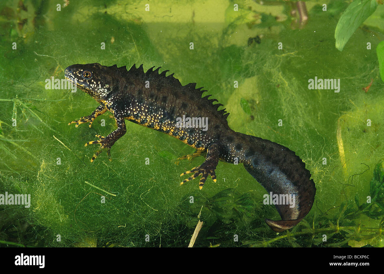 triturus cristatus / warty newt , crested newt Stock Photo - Alamy
