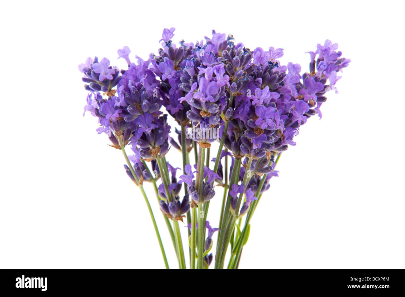 Isolated sprigs hi-res stock photography and images - Alamy