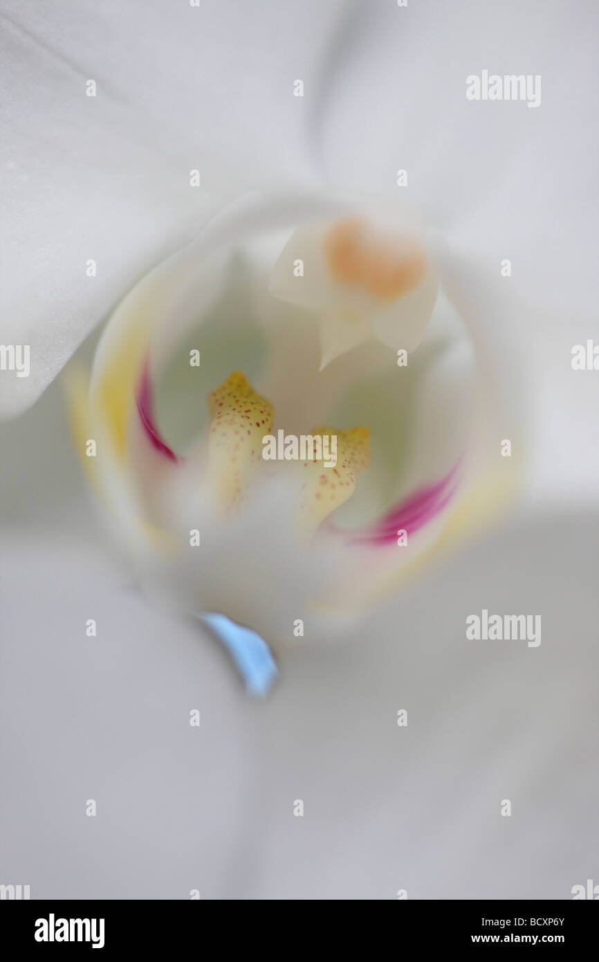 centre of beautiful white orchid fine art photography Jane Ann Butler ...