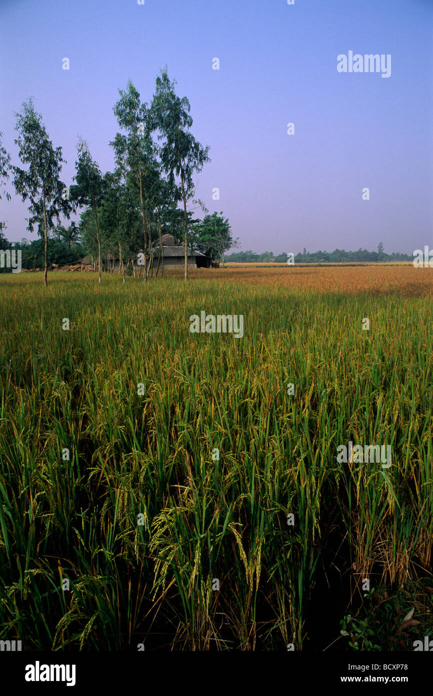 India, West Bengal, Sunderbans, Ganges Delta, rice fields of the ...